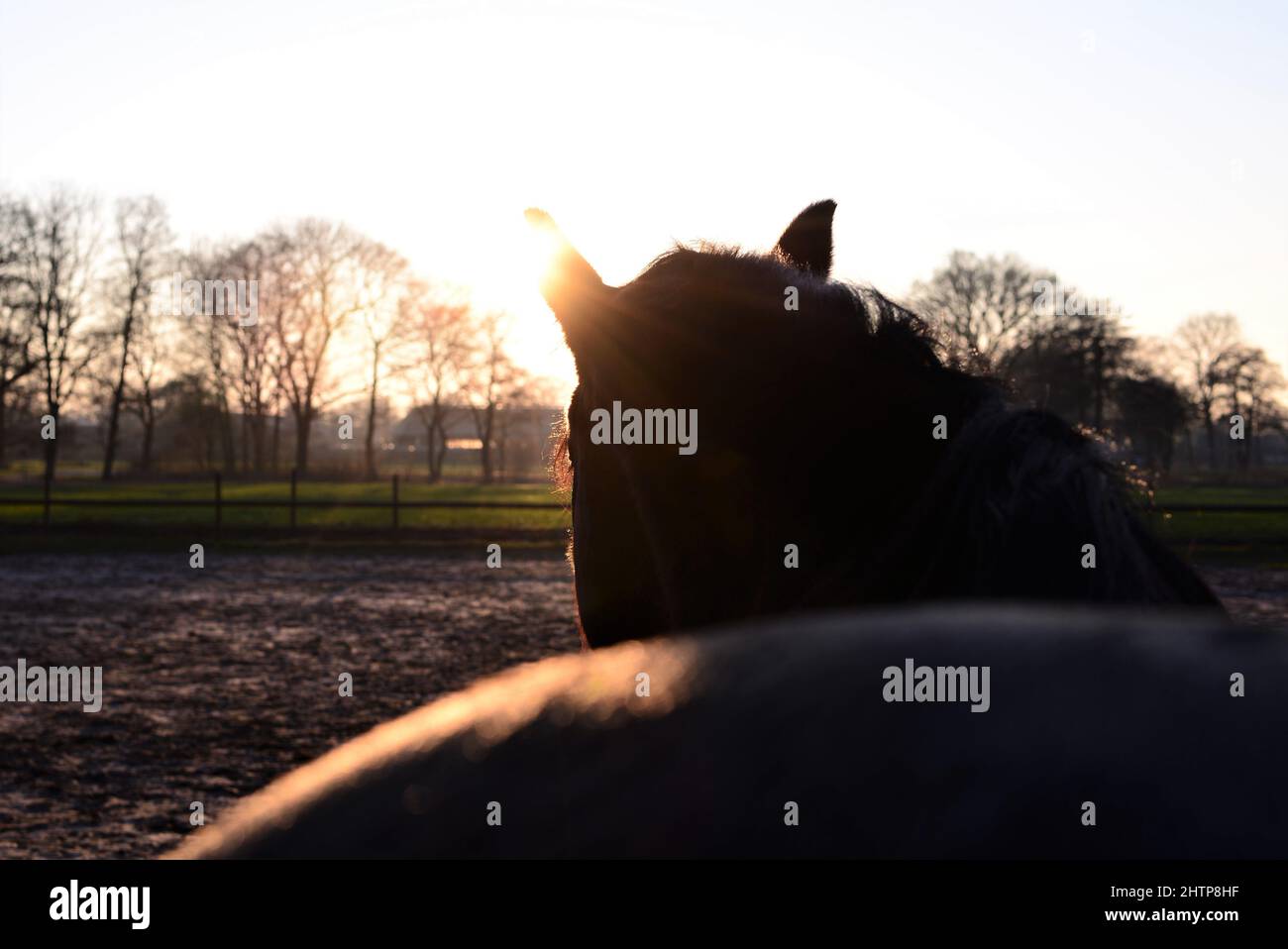 Horse from behind hi-res stock photography and images - Alamy