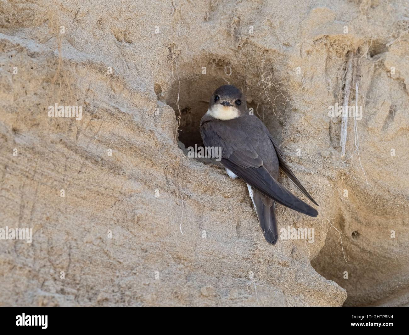 Sand Martin, Riparia riparia, adult bird at nesting burrow entrance ...