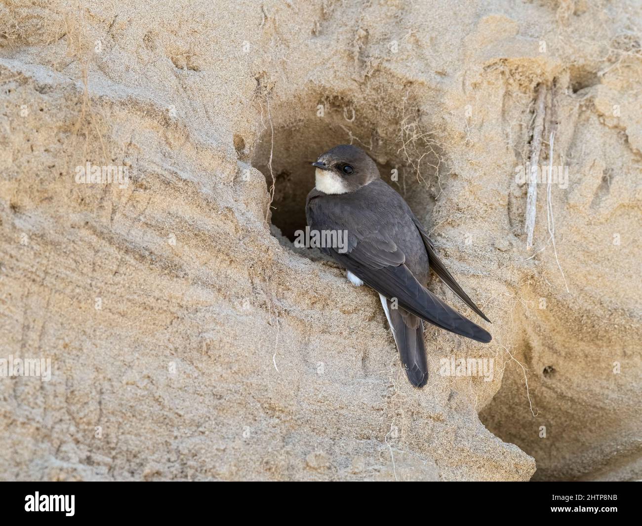 Sand Martin, Riparia riparia, adult bird at nesting burrow entrance ...