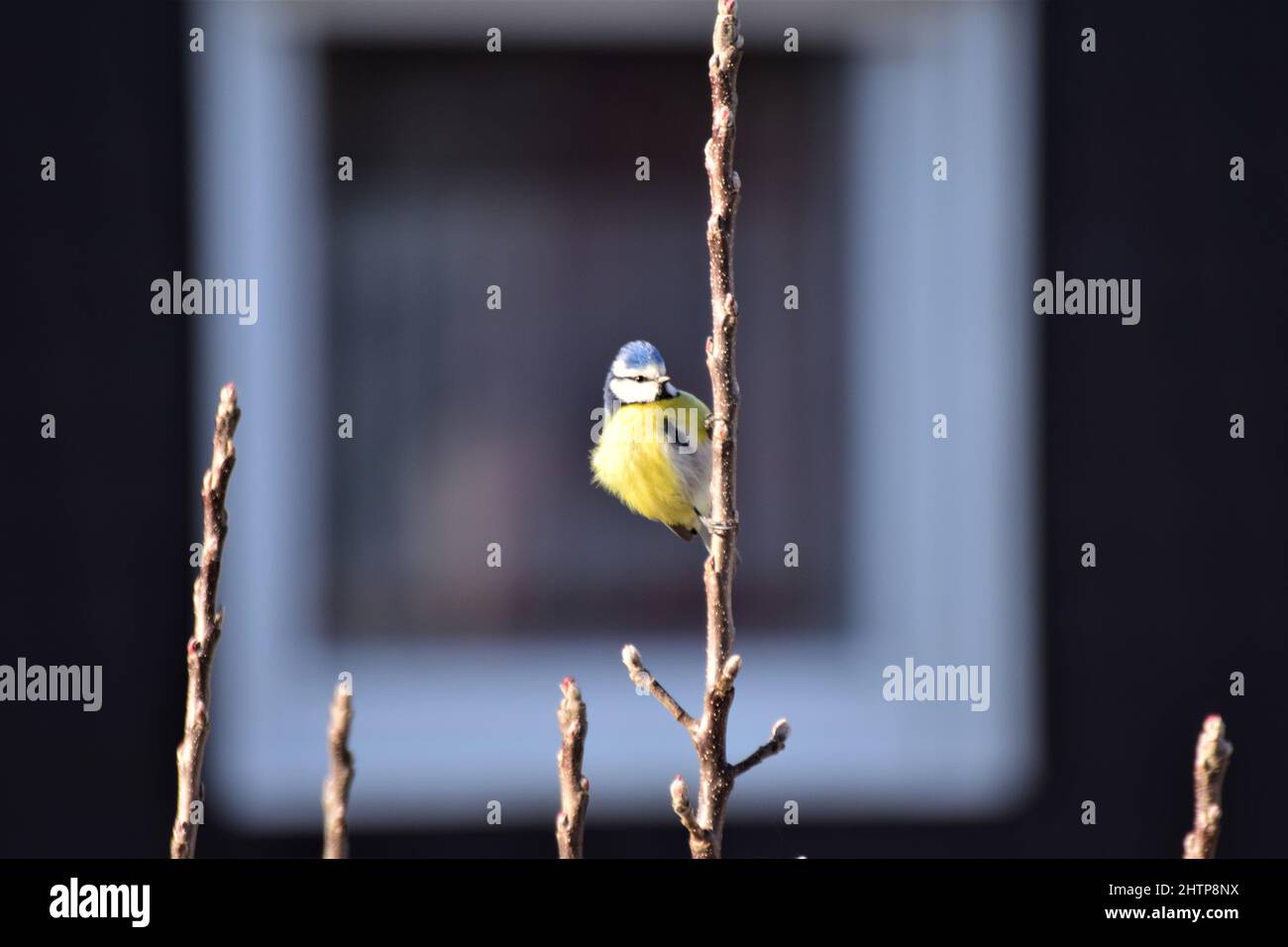 Bluetit in a tree top against a blurred window on a sunny morning Stock ...