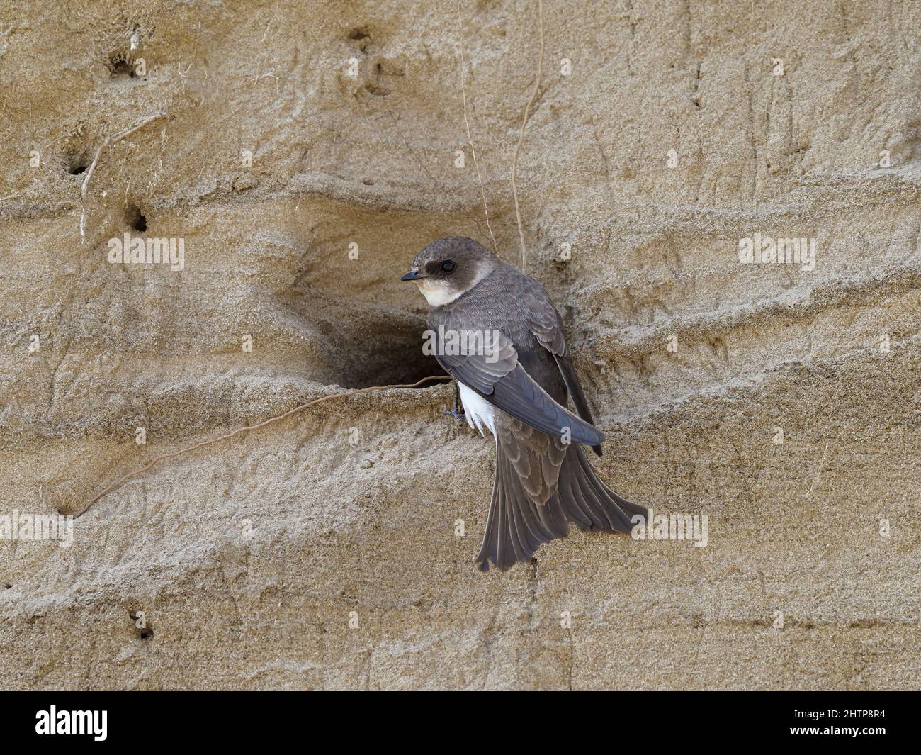 Sand martin uk nest hi-res stock photography and images - Alamy