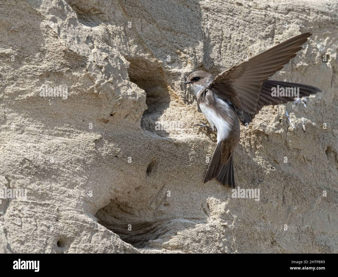 Sand Martin, Riparia riparia, adult bird at nesting burrow entrance ...