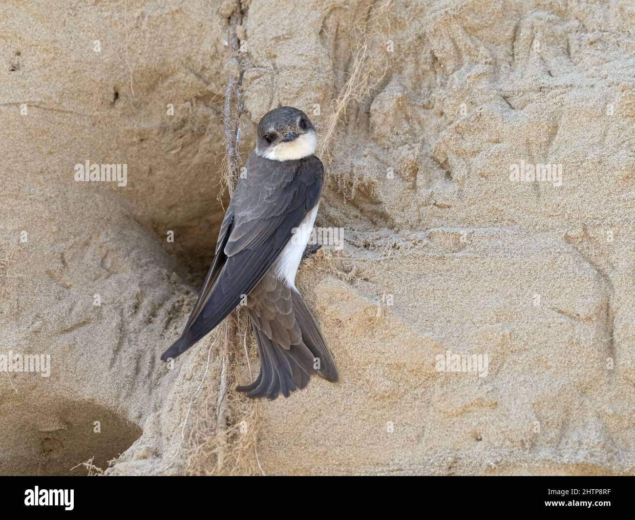 Sand Martin, Riparia riparia, adult bird at nesting burrow entrance ...
