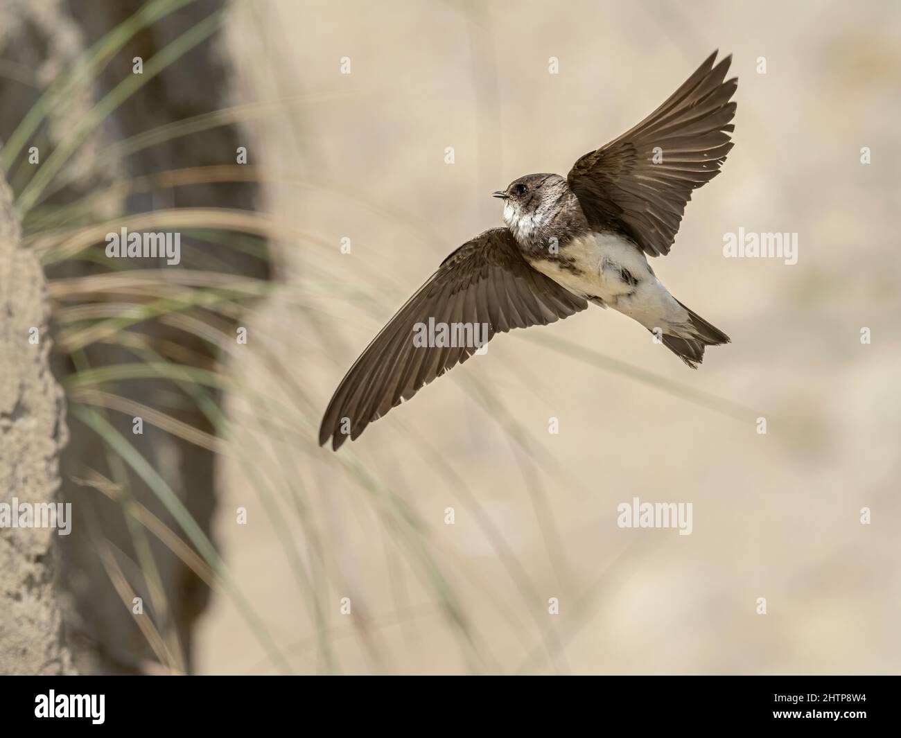 Sand Martin, Riparia riparia, adult bird at nesting burrow entrance ...