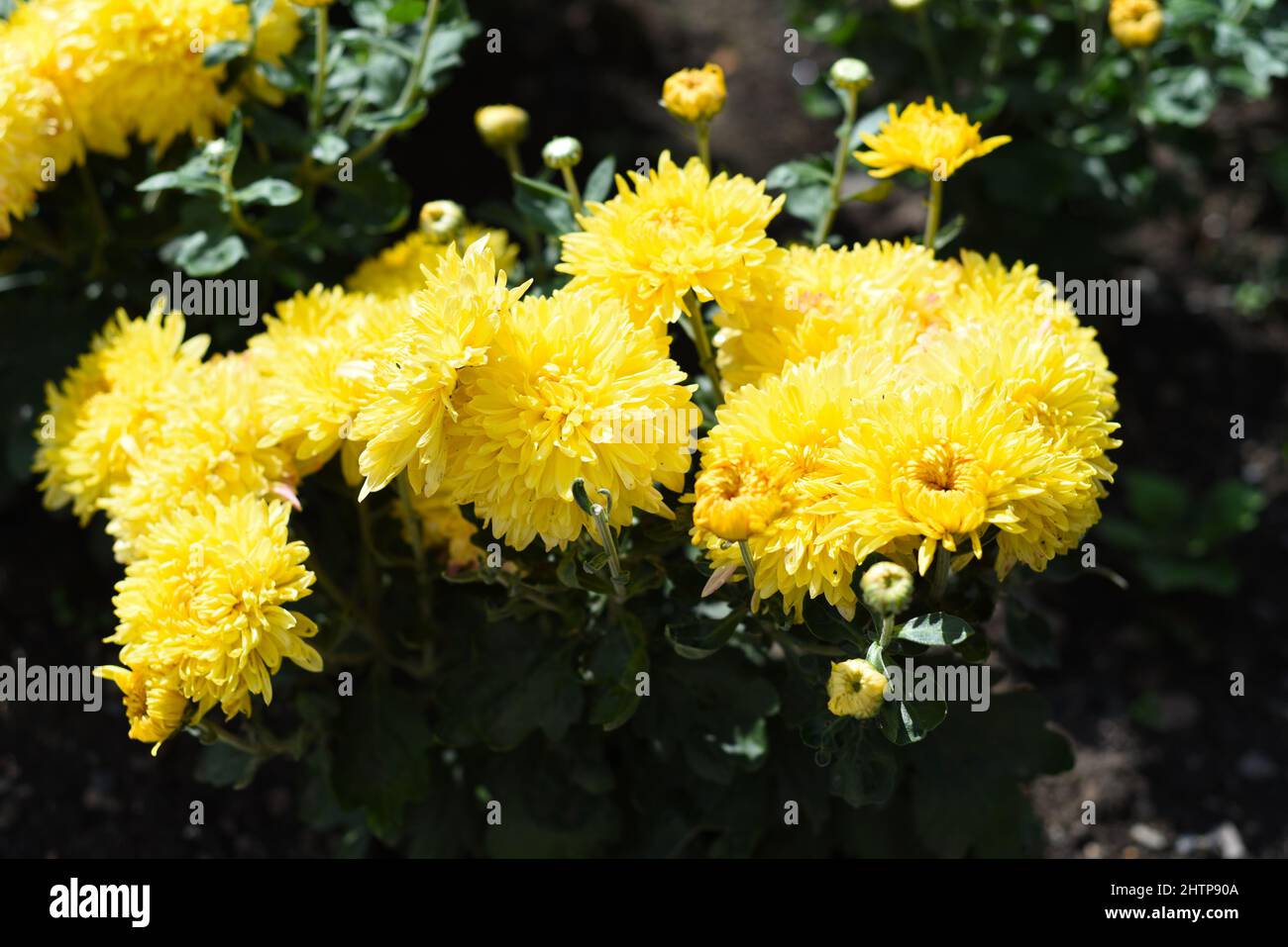 Caramel flower hi-res stock photography and images - Alamy