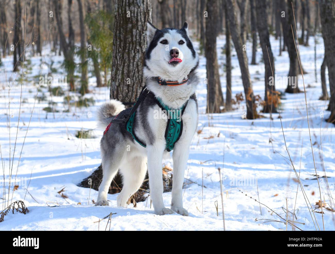 Young Siberian husky looking away on snowy background Stock Photo - Alamy