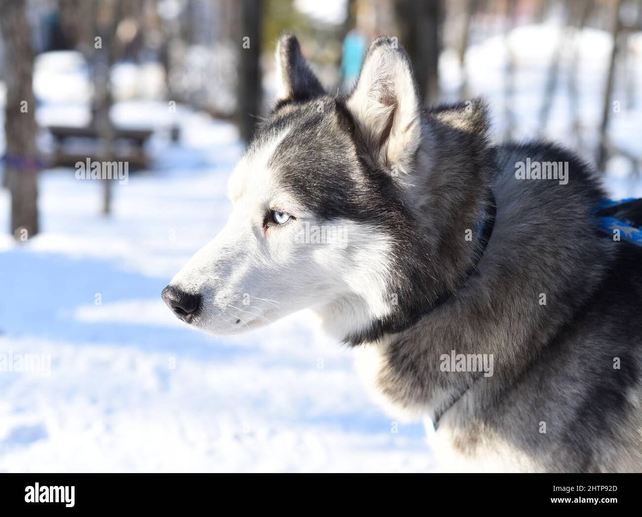 Young Siberian husky looking away on snowy background Stock Photo - Alamy