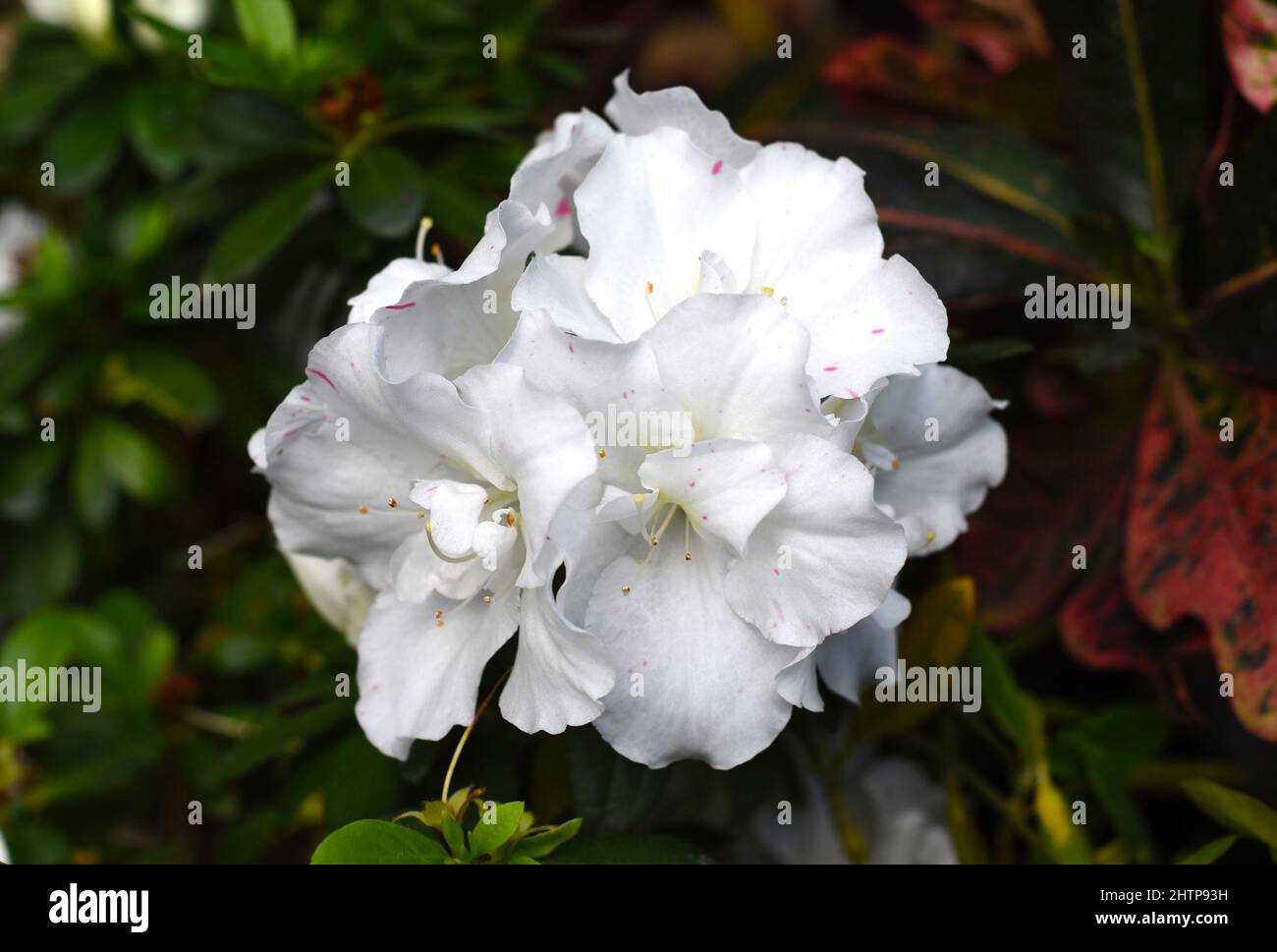 White azalea flowers growing on a shrub Stock Photo - Alamy