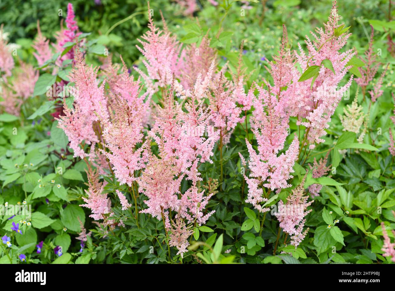 Lilac Astilbe flowers (false goat's beard). Queen ALexandra variety ...