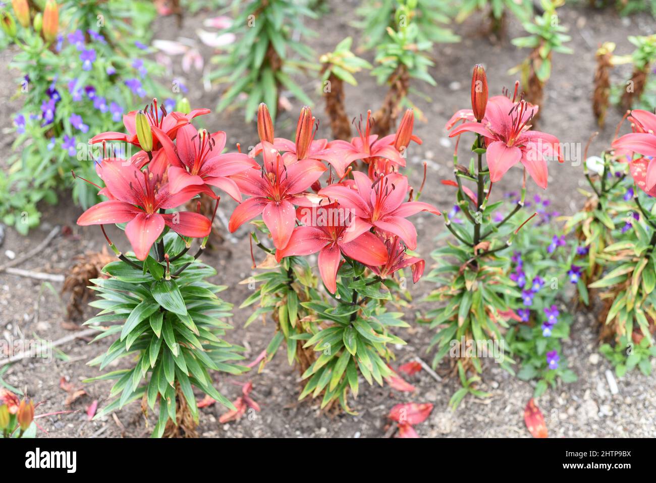 Red lilies hi-res stock photography and images - Alamy