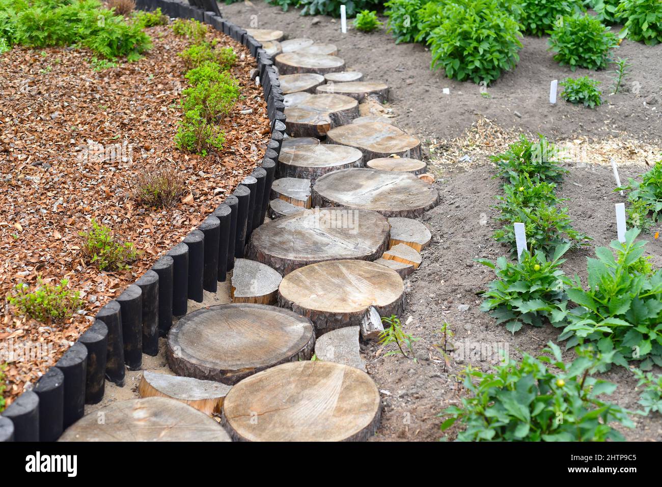 Creative design of wooden walkway made from a tree trunk cut into ...