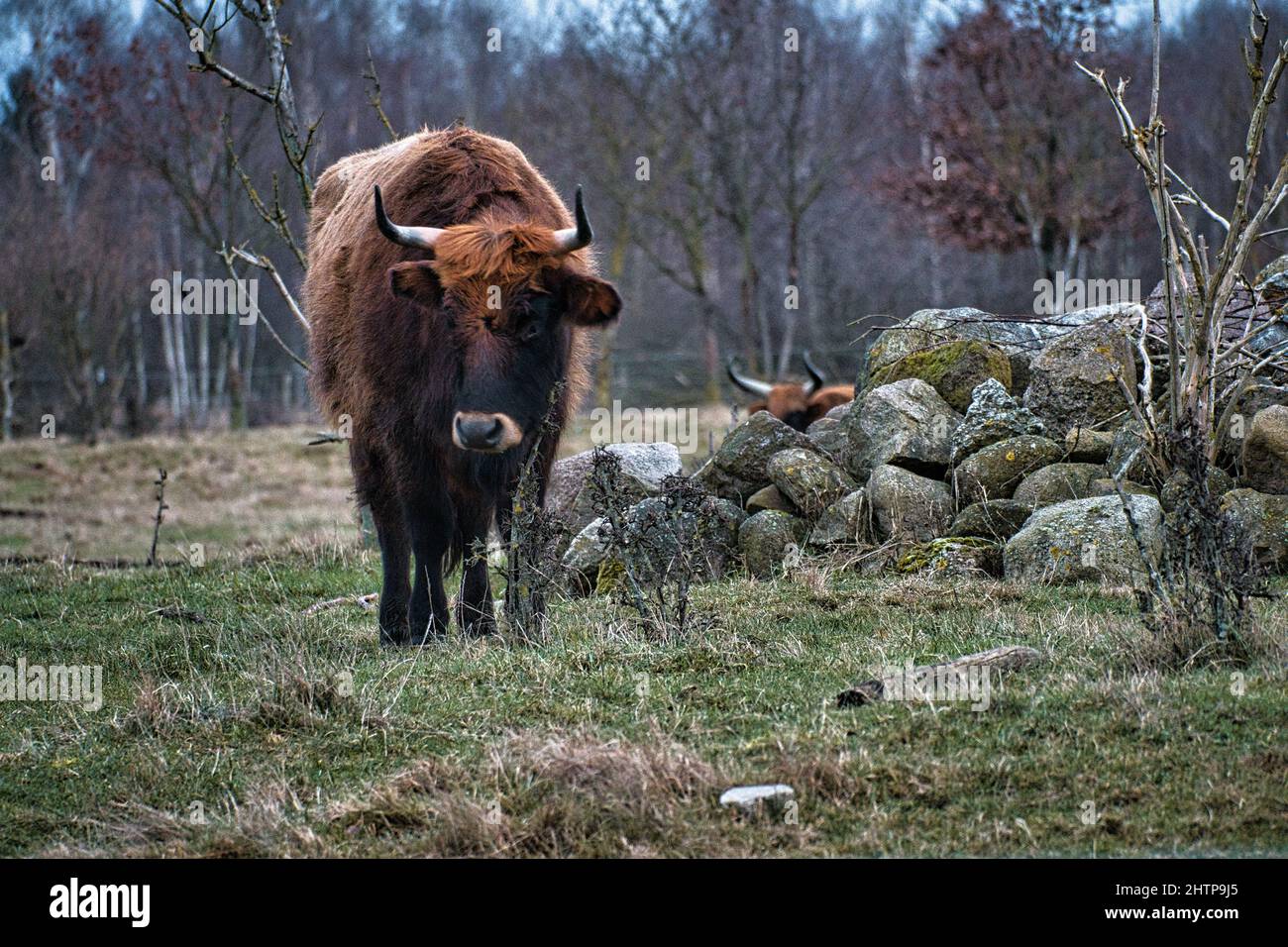 Highland cattle in a meadow. Powerful horns brown fur. Agriculture and ...