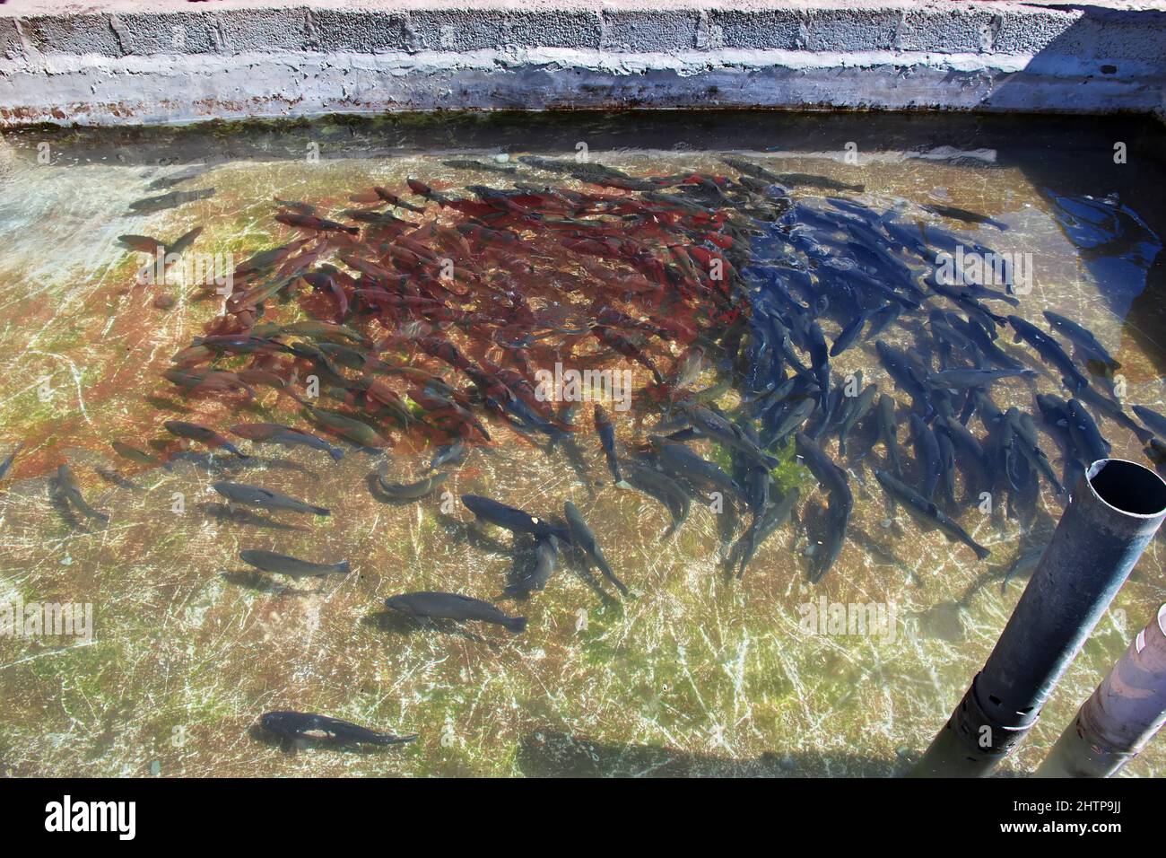 Fish in the river of Kalam valley in Himalayas, Pakistan Stock Photo ...