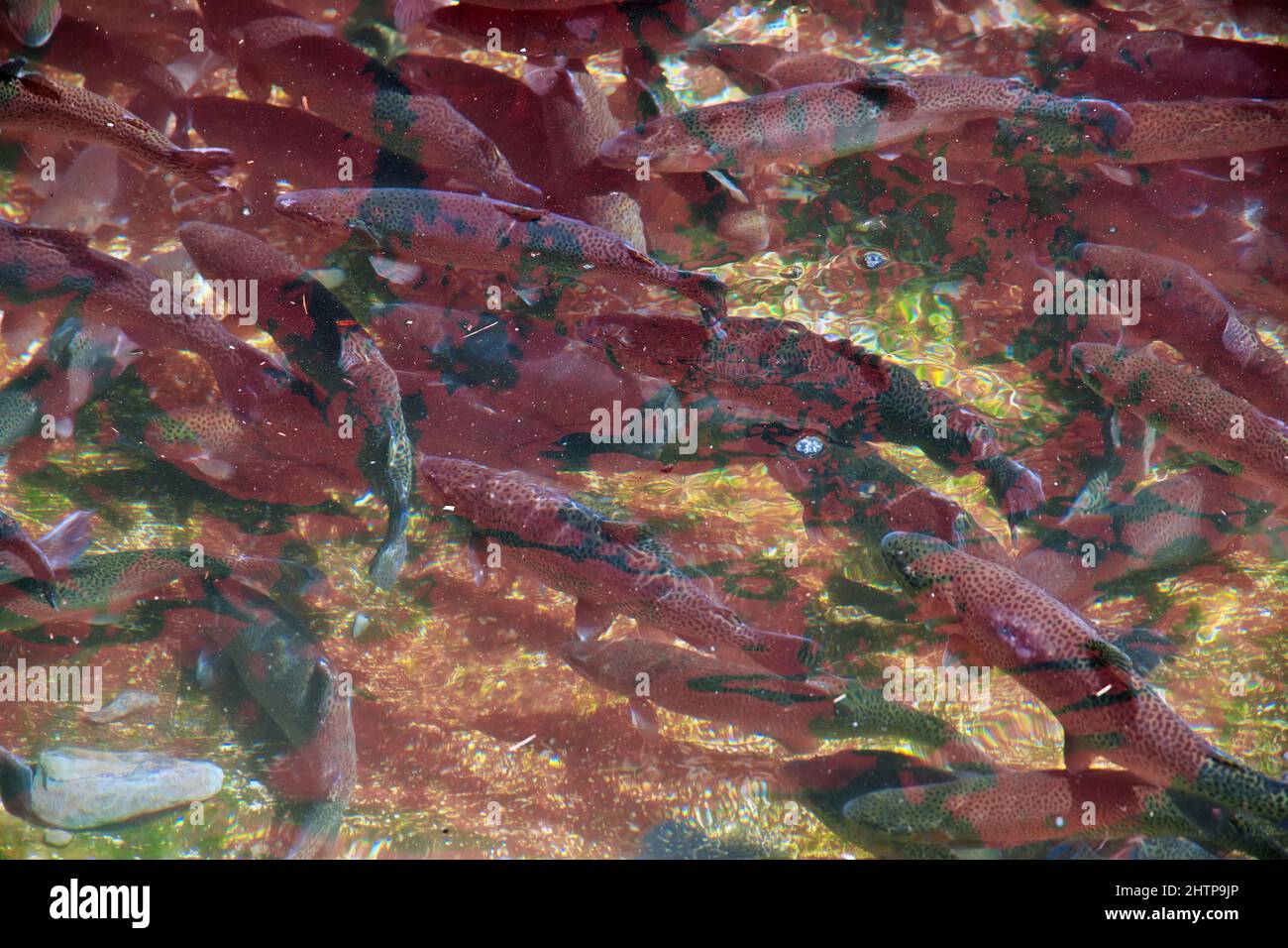 Fish in the river of Kalam valley in Himalayas, Pakistan Stock Photo ...