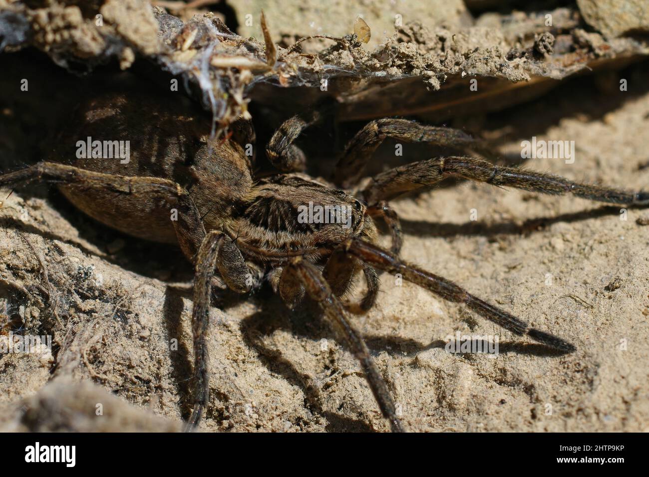 Closeup on Europeans largest wolf spider , Hogna radiata, hiding ...