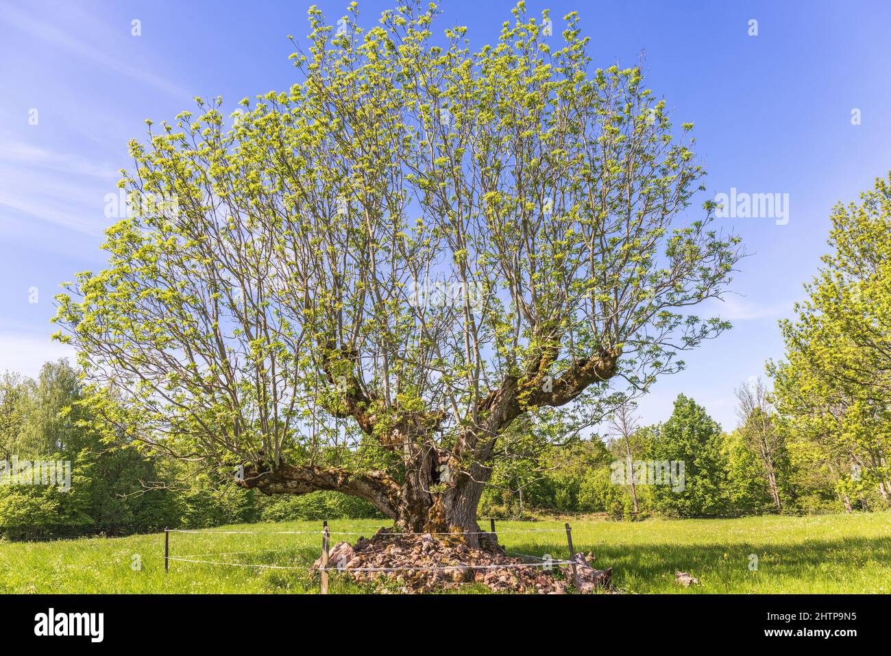Growth pollard tree hi-res stock photography and images - Alamy