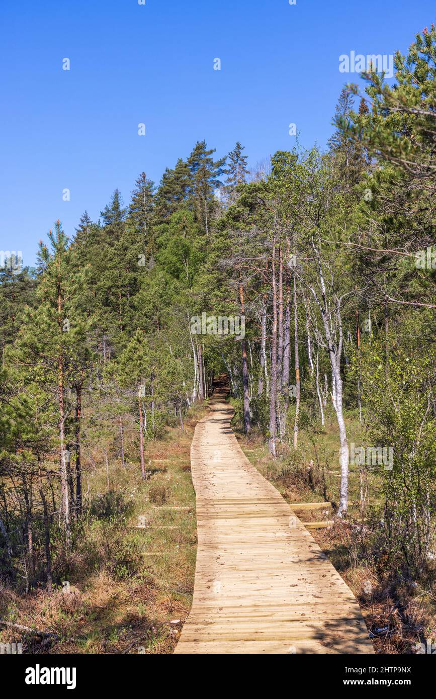 Hiking trail in a sunny woodland Stock Photo - Alamy