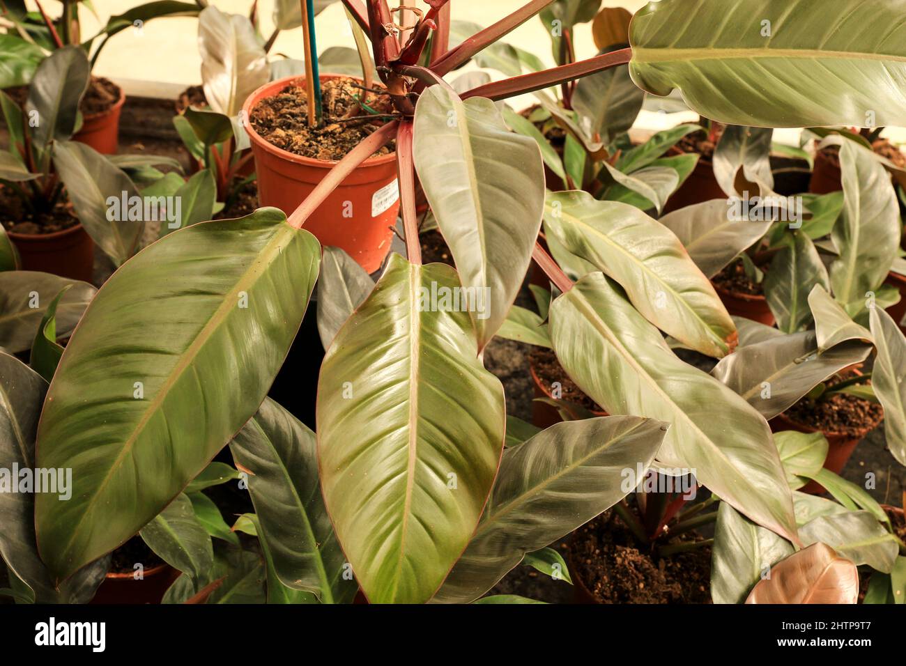 Colorful Philodendron Imperial plants in the garden Stock Photo - Alamy