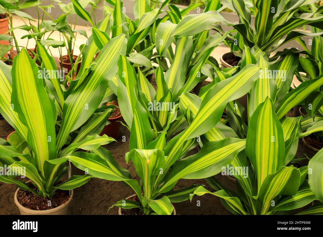 Colorful Dracena Burley plants in the garden Stock Photo - Alamy