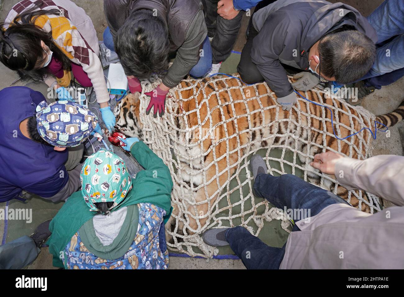 Chinese tiger perform hi-res stock photography and images - Alamy