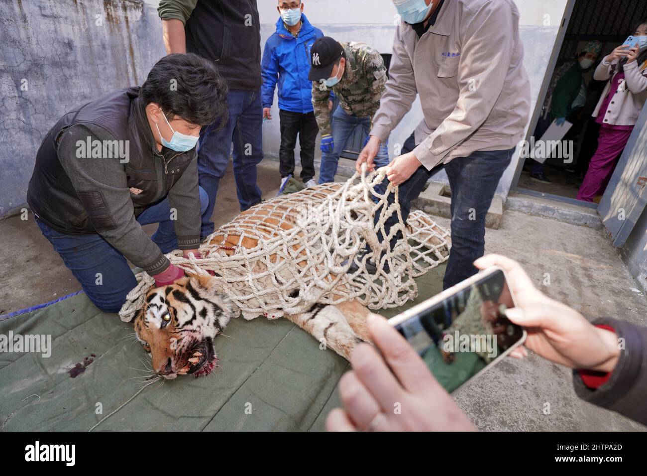 Tiger released hi-res stock photography and images - Alamy