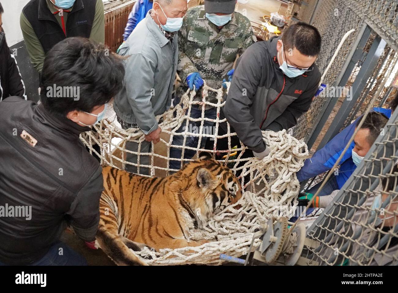 YANTAI, CHINA - MARCH 2, 2022 - Staff members move an anaesthetized ...
