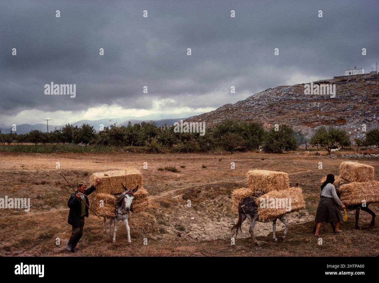 greece Lassithi plaine wheat agriculture Stock Photo - Alamy