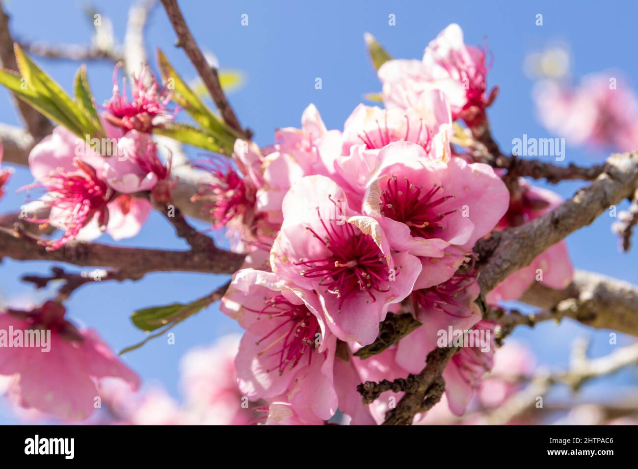 Pink flowers in nature hi-res stock photography and images - Alamy