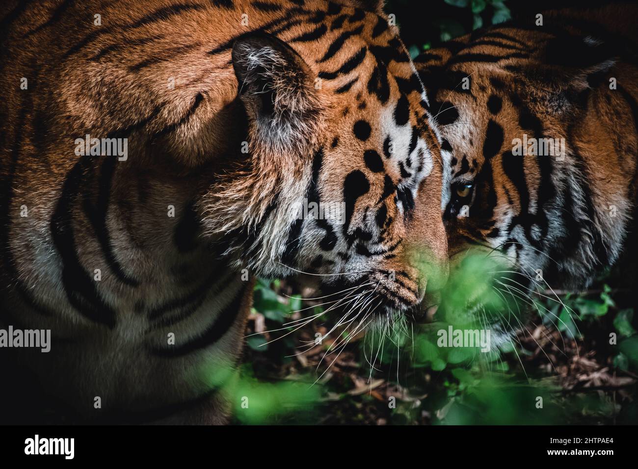 Jungle life of bengal tigers hi-res stock photography and images - Alamy