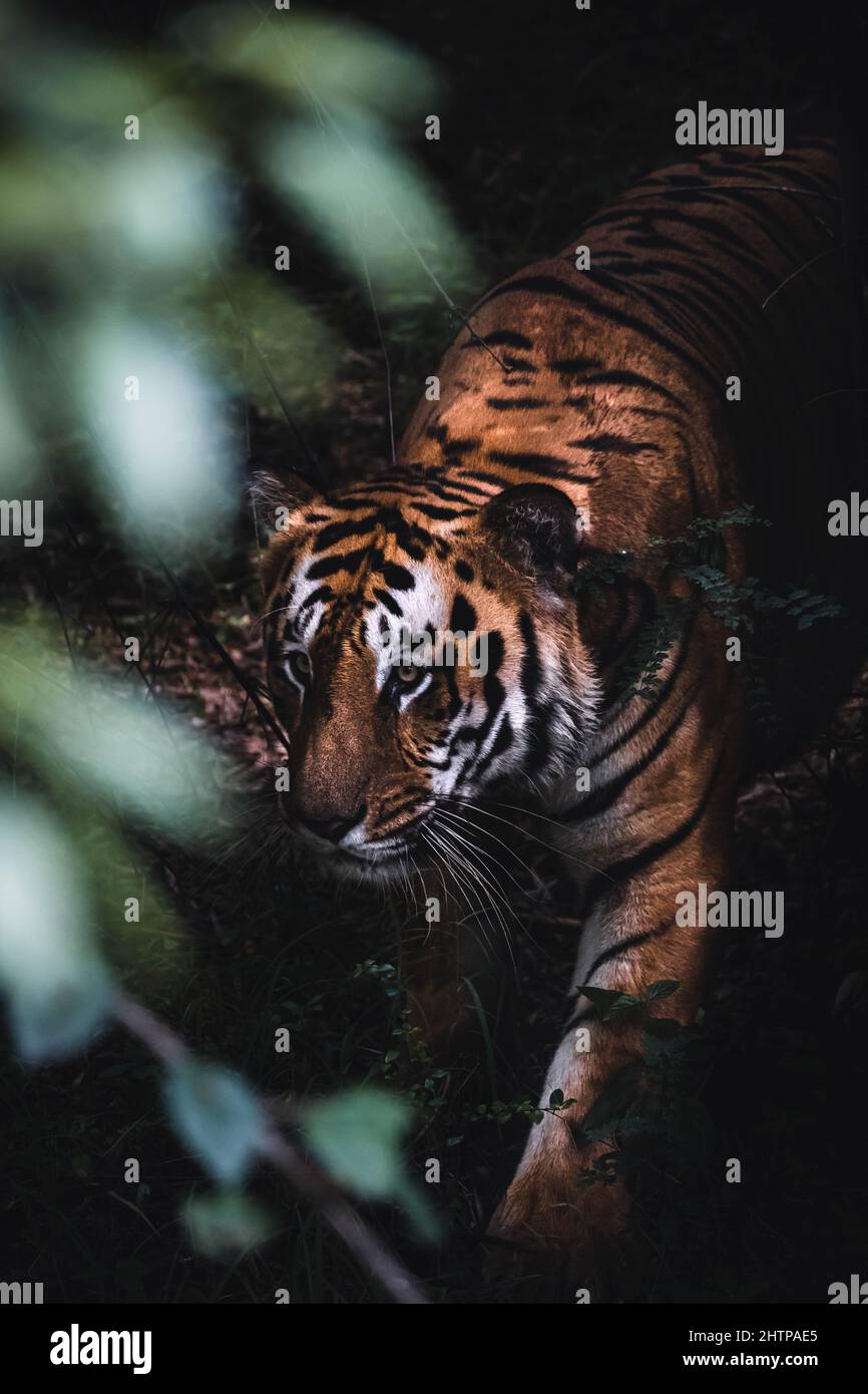 Closeup of a tiger in the jungle Stock Photo - Alamy