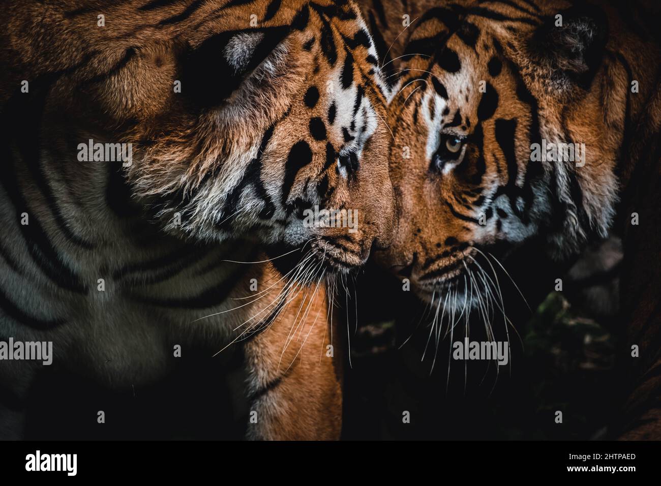 Closeup of tigers in the jungle Stock Photo - Alamy