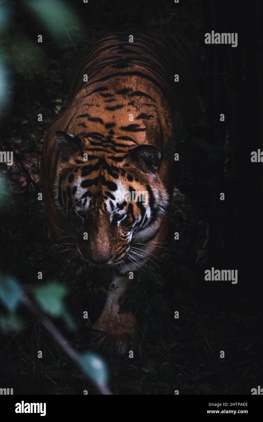 Closeup of a tiger in the jungle Stock Photo - Alamy