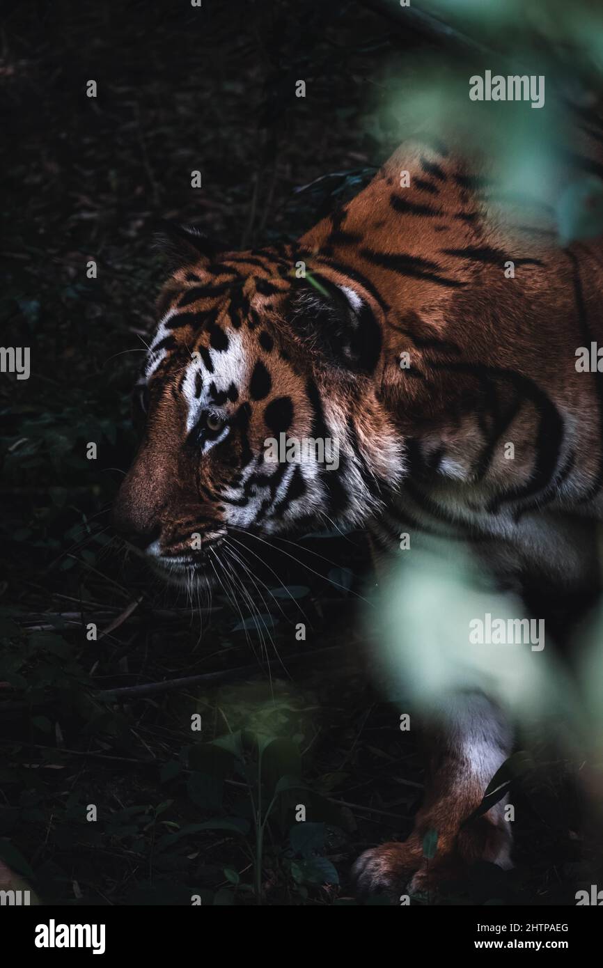 Closeup of a tiger in the jungle Stock Photo - Alamy