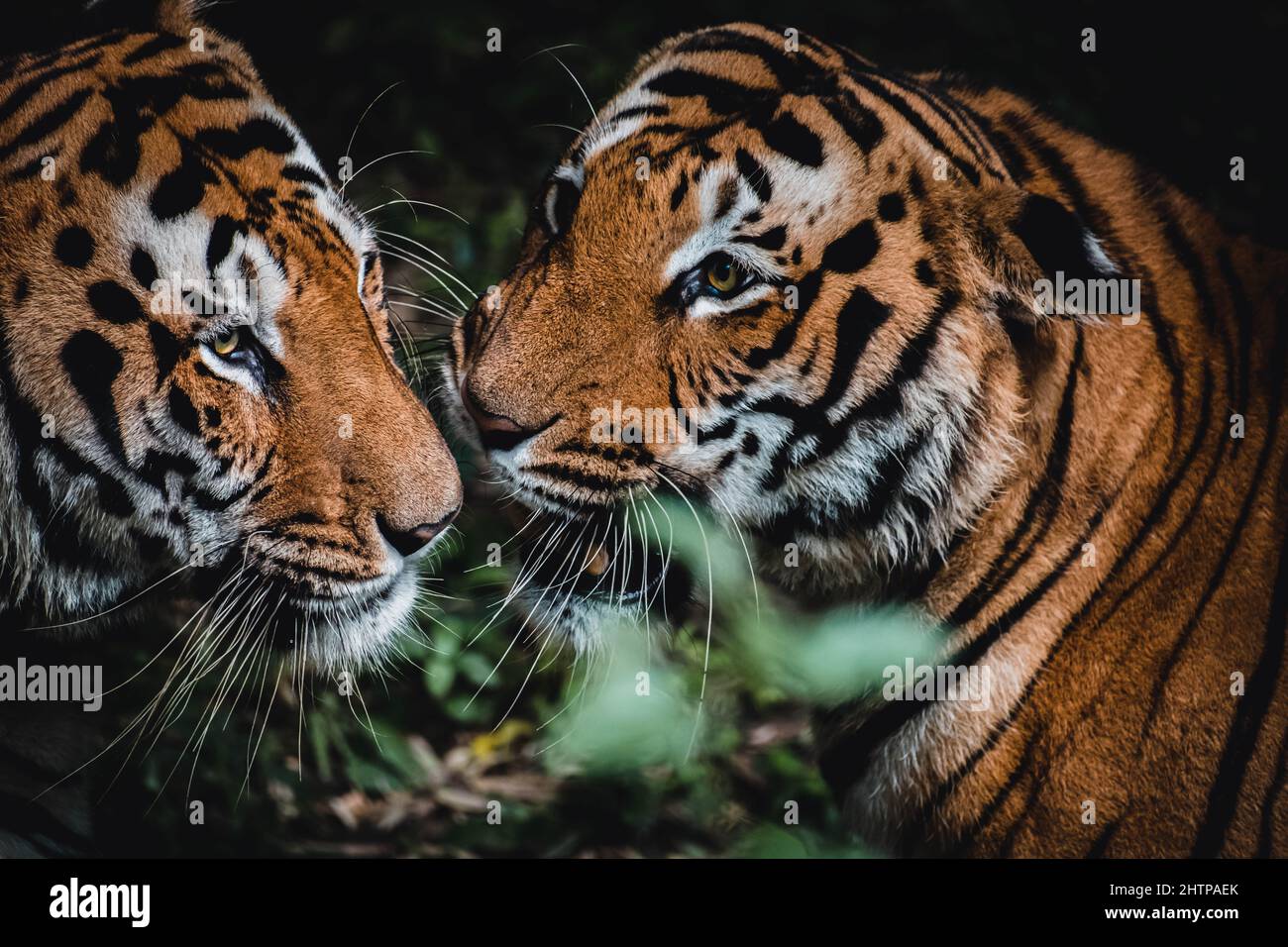 Jungle life of bengal tigers hi-res stock photography and images - Alamy