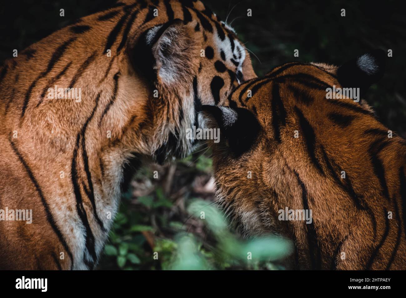 Jungle life of bengal tigers hi-res stock photography and images - Alamy