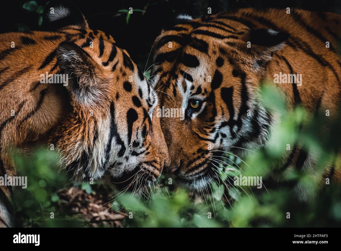 Closeup of tigers in the jungle Stock Photo - Alamy