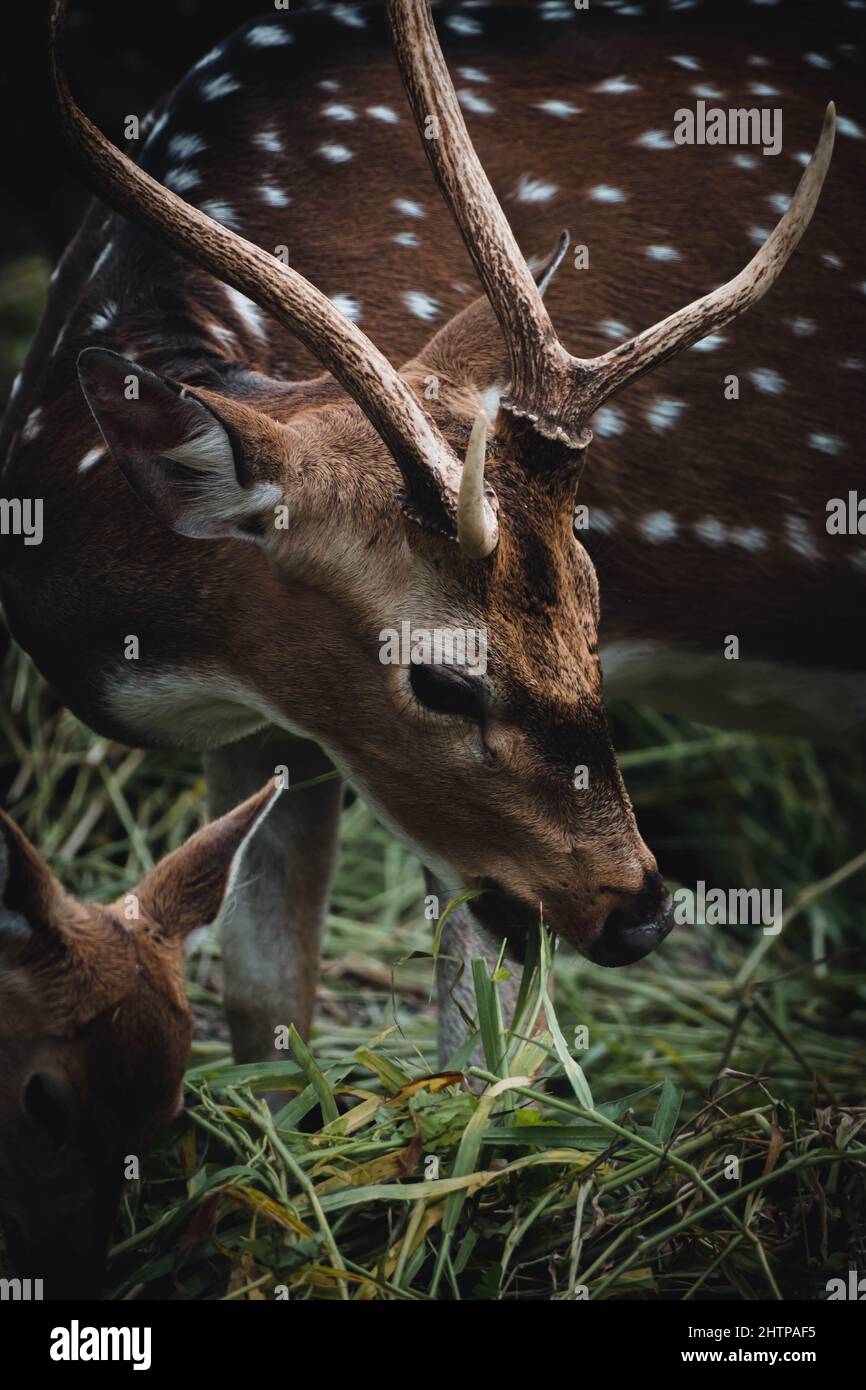 Closeup of deer in the jungle Stock Photo - Alamy