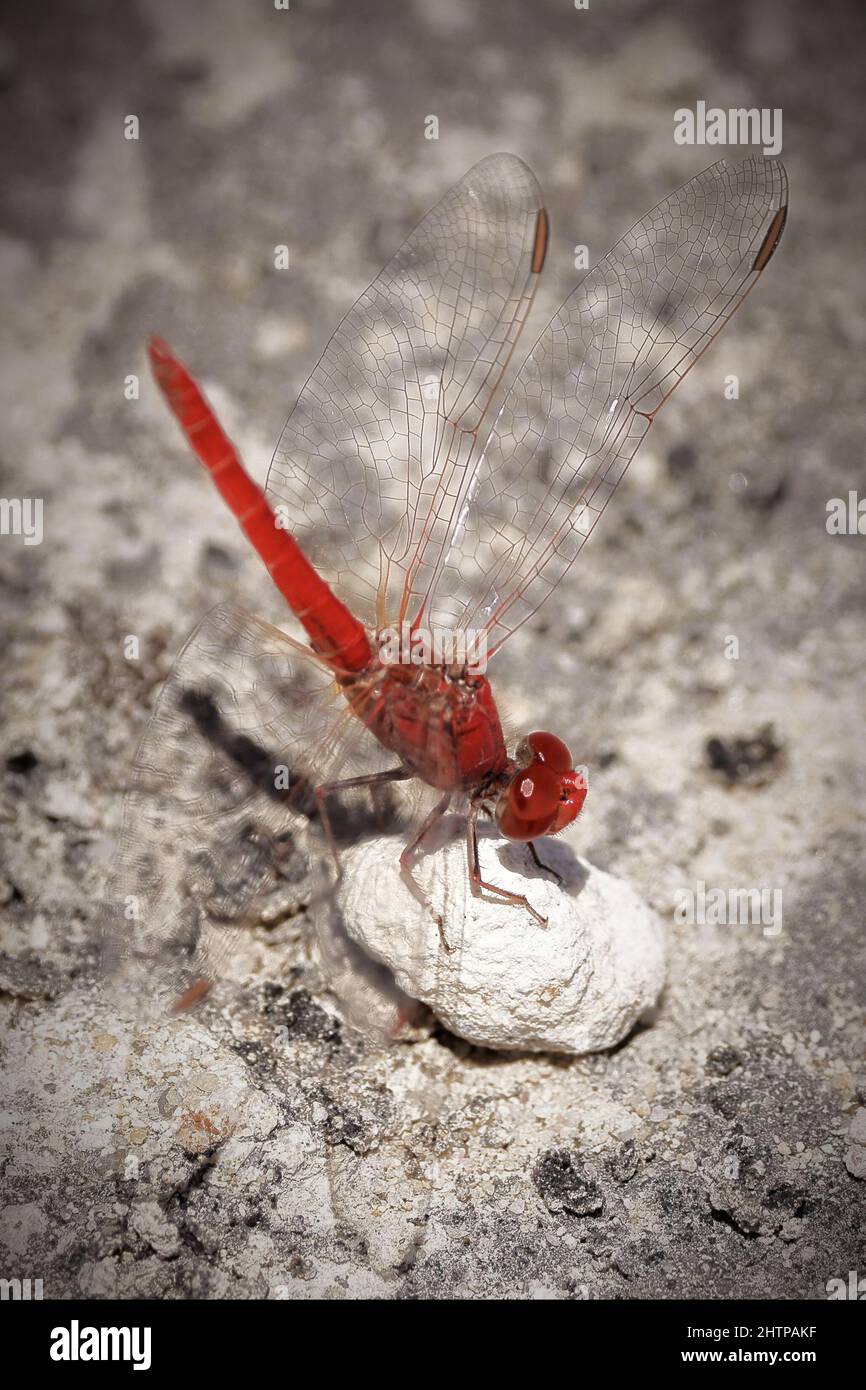 Red dragonfly standing on a stone Stock Photo - Alamy