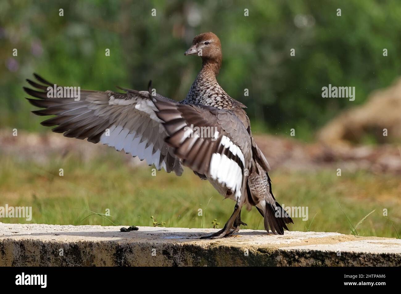 Duck beak wide open hi-res stock photography and images - Alamy