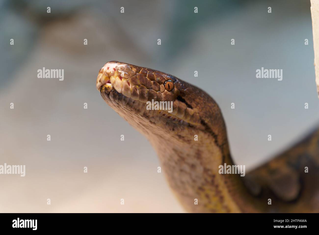 Closeup of a venomous snake Stock Photo - Alamy
