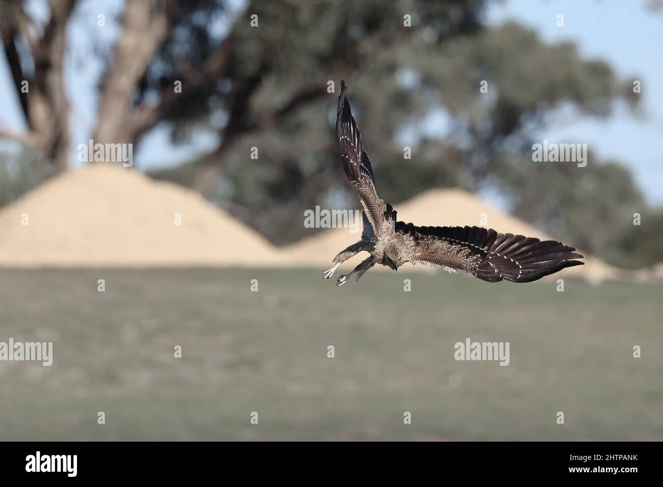 Photo of an eagle flying Stock Photo - Alamy
