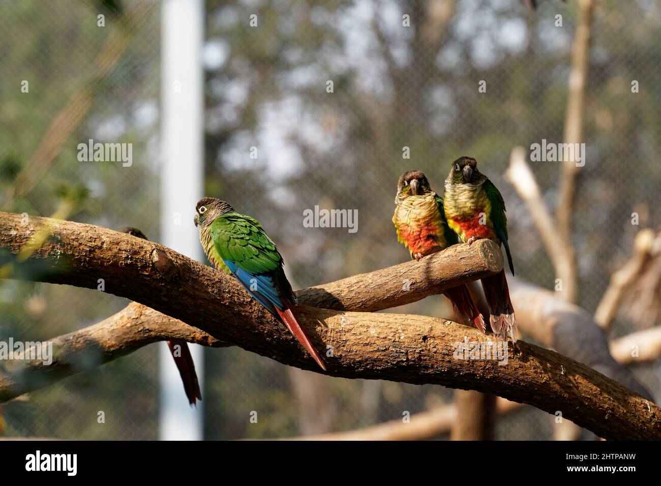 Parrots on branches in a zoo Stock Photo - Alamy