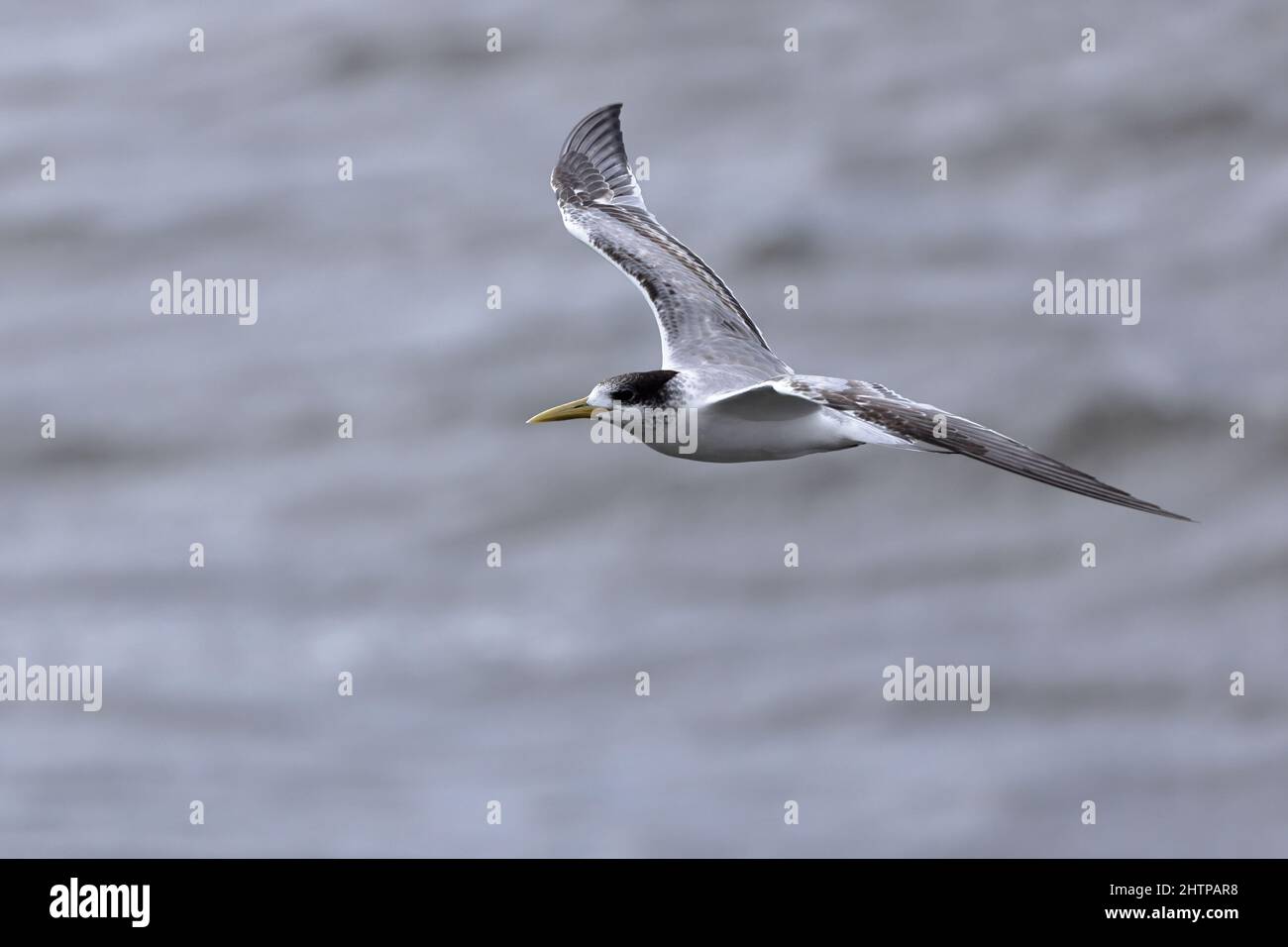 Grayscale bird flying in hi-res stock photography and images - Alamy