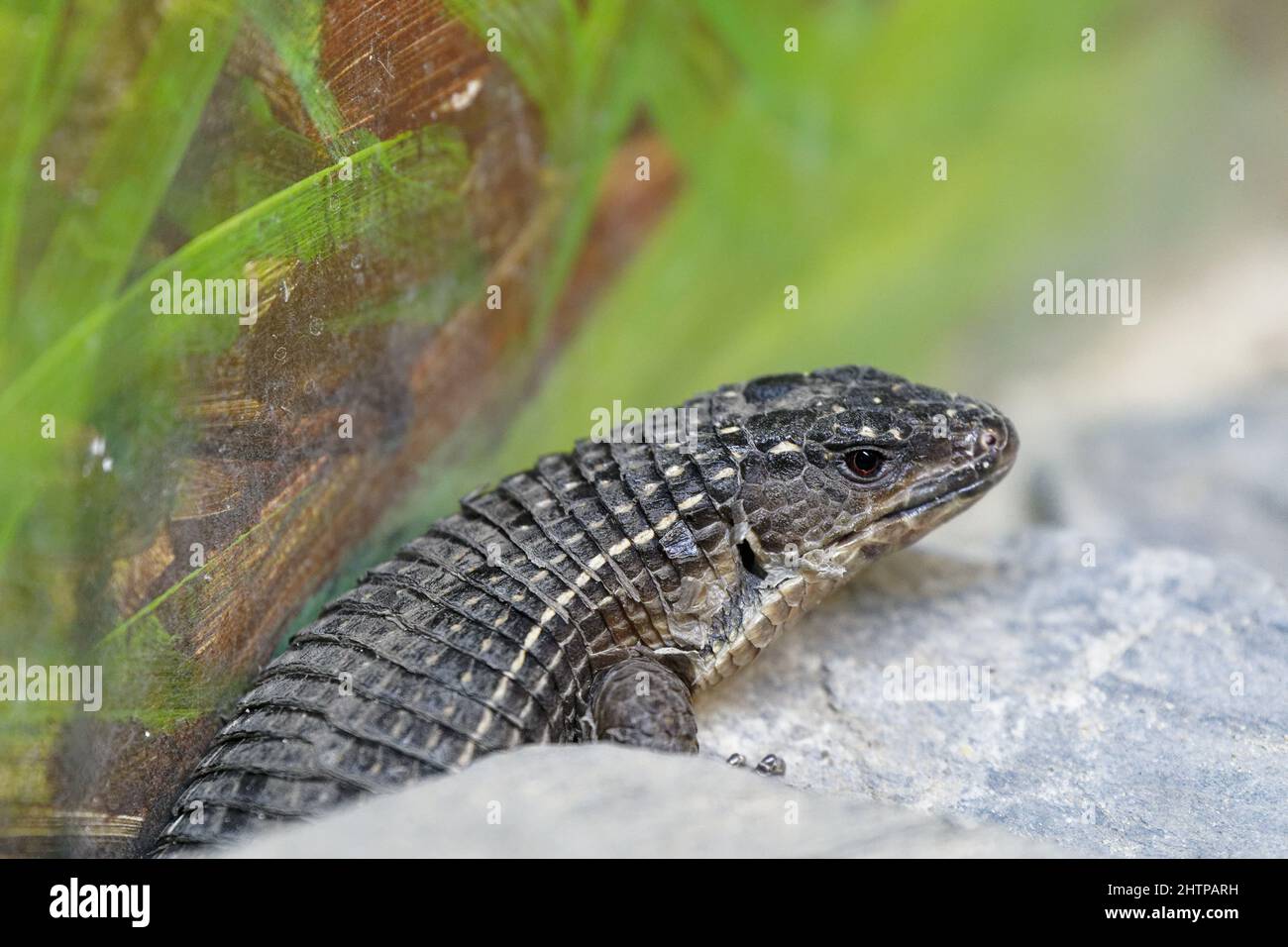 Sudan plated lizard hi-res stock photography and images - Alamy
