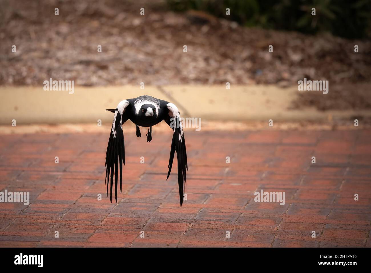 Eagle flying low and looking scary Stock Photo - Alamy