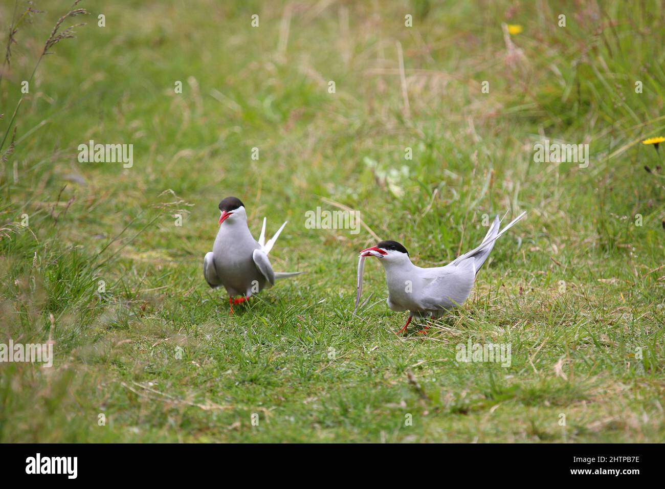 Sterna portlandica hi-res stock photography and images - Alamy