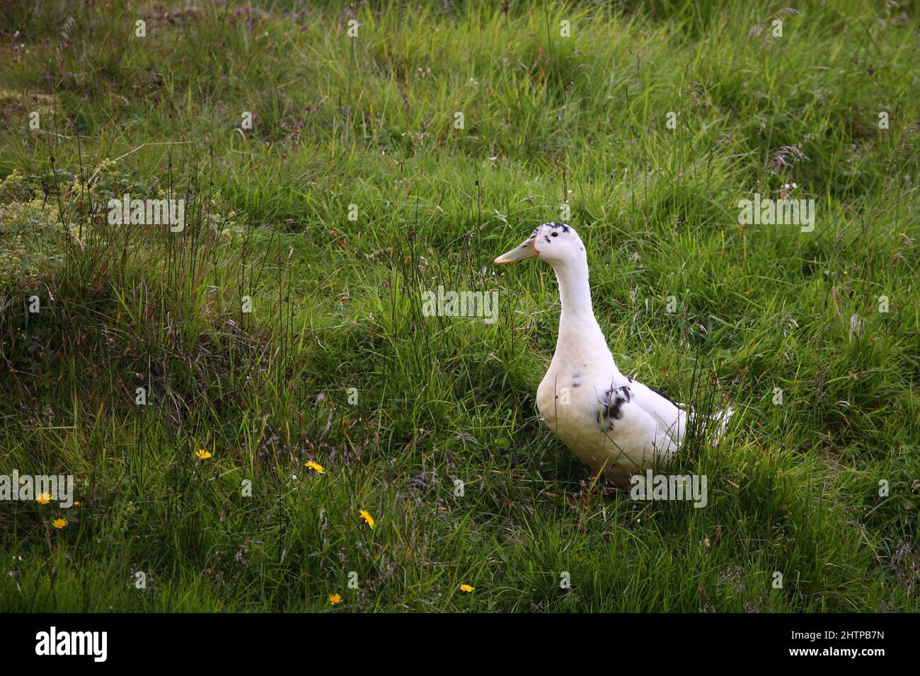Island - Ente / Iceland - Duck / Anatidae Stock Photo - Alamy