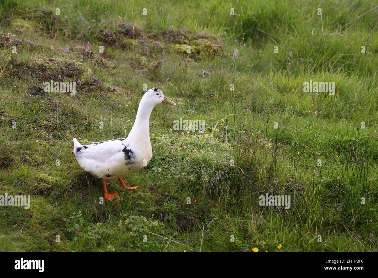 Island - Ente / Iceland - Duck / Anatidae Stock Photo - Alamy
