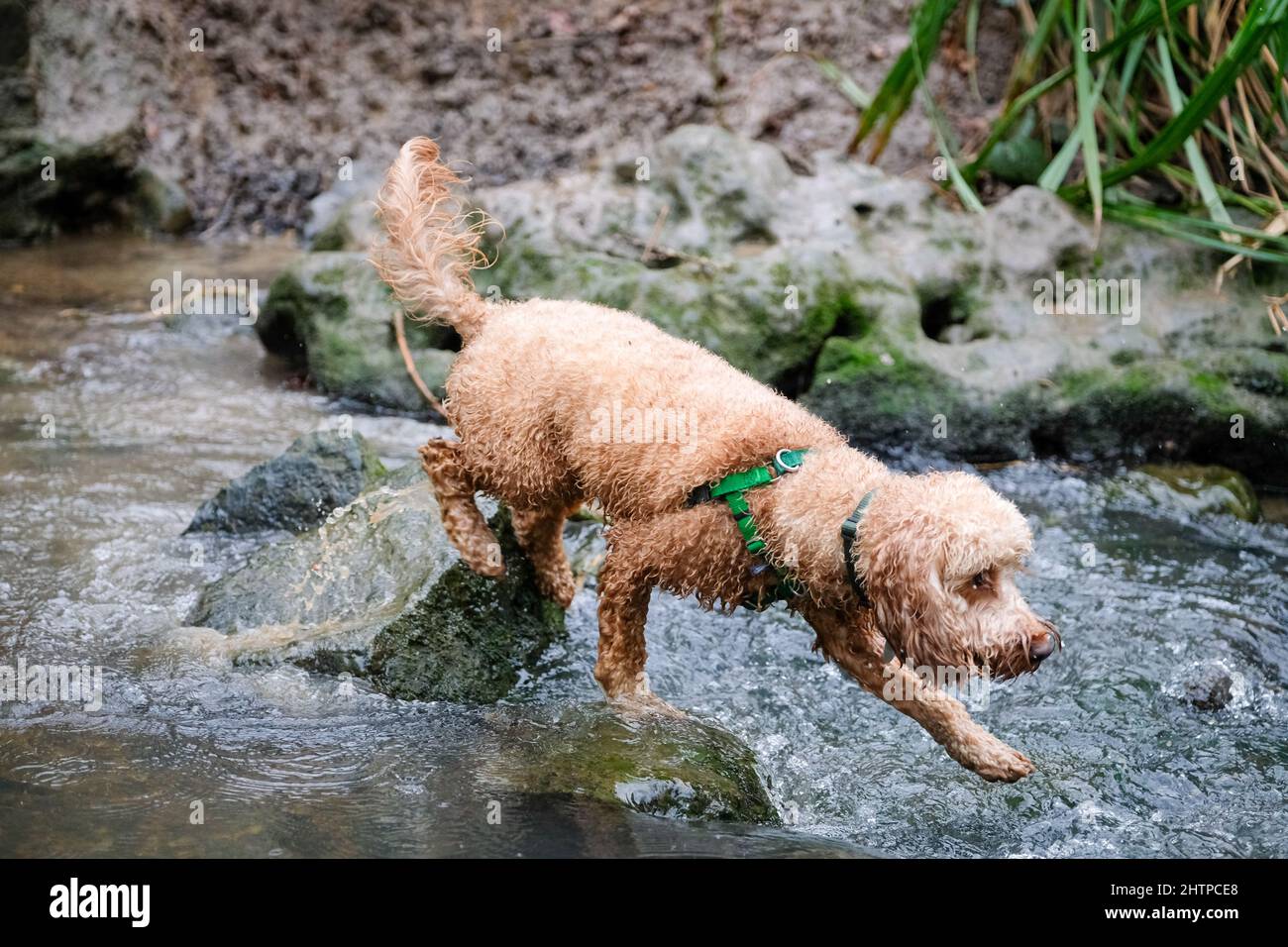 Dogs playing in a stream in woodland in Derbyshire UK Stock Photo - Alamy