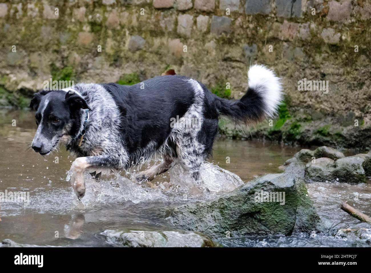 Mucky pups hi-res stock photography and images - Alamy